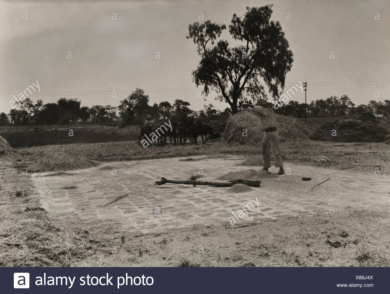 Threshing Floor Stock Photos & Threshing Floor Stock Images - Alamy