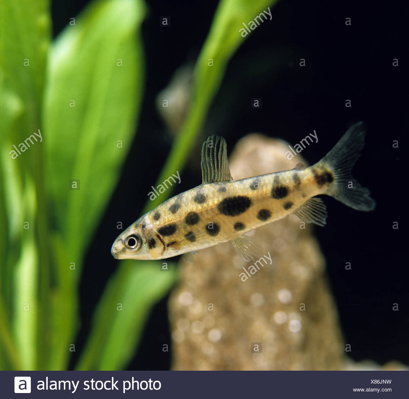 Leporinus High Resolution Stock Photography and Images - Alamy