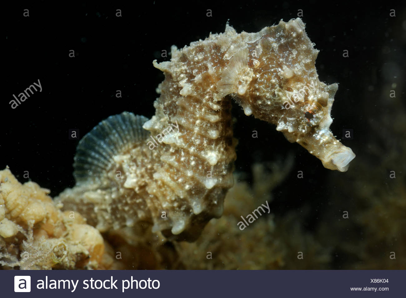 Seahorses High Resolution Stock Photography and Images - Alamy