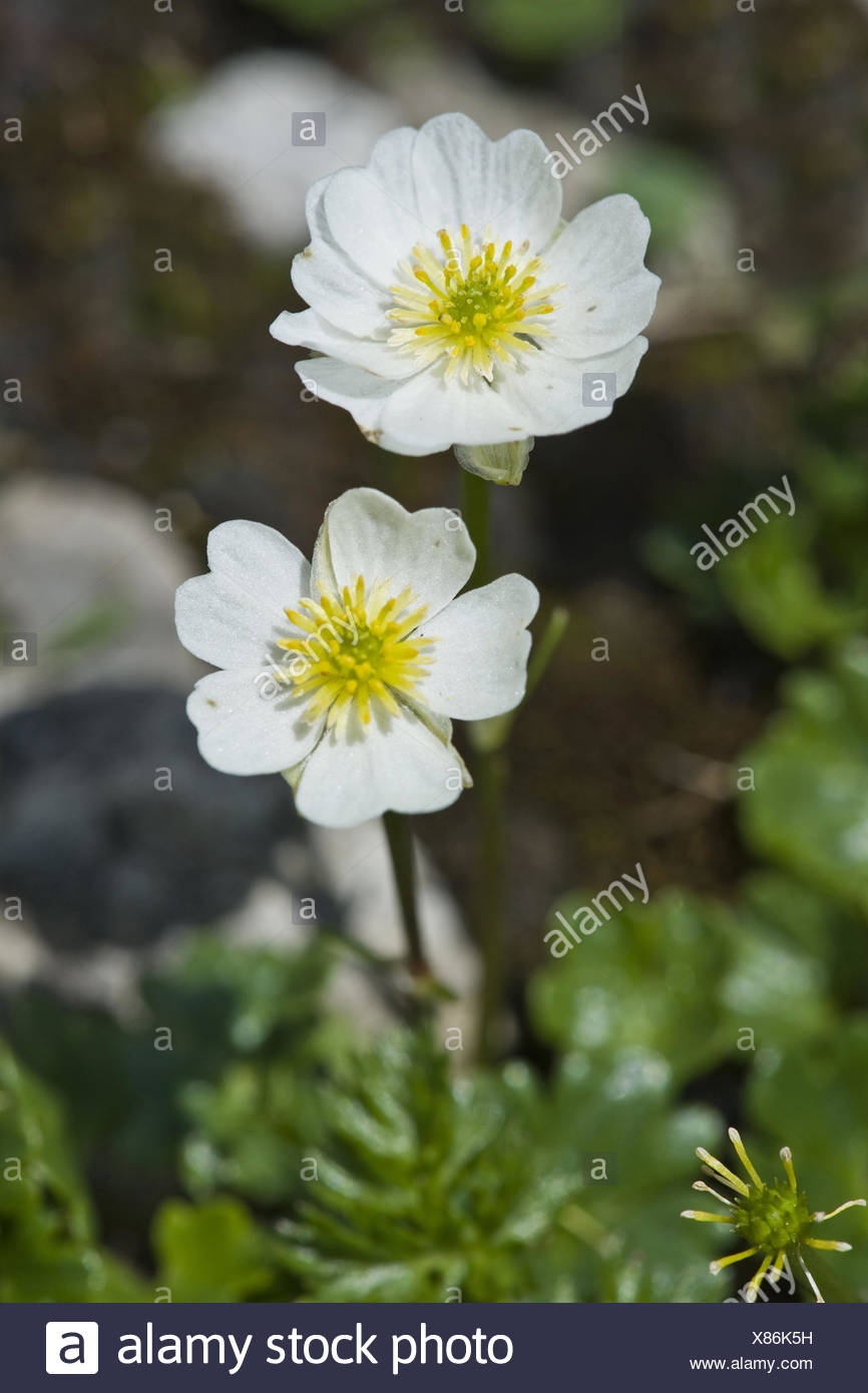 Buttercup Alpine High Resolution Stock Photography and Images - Alamy