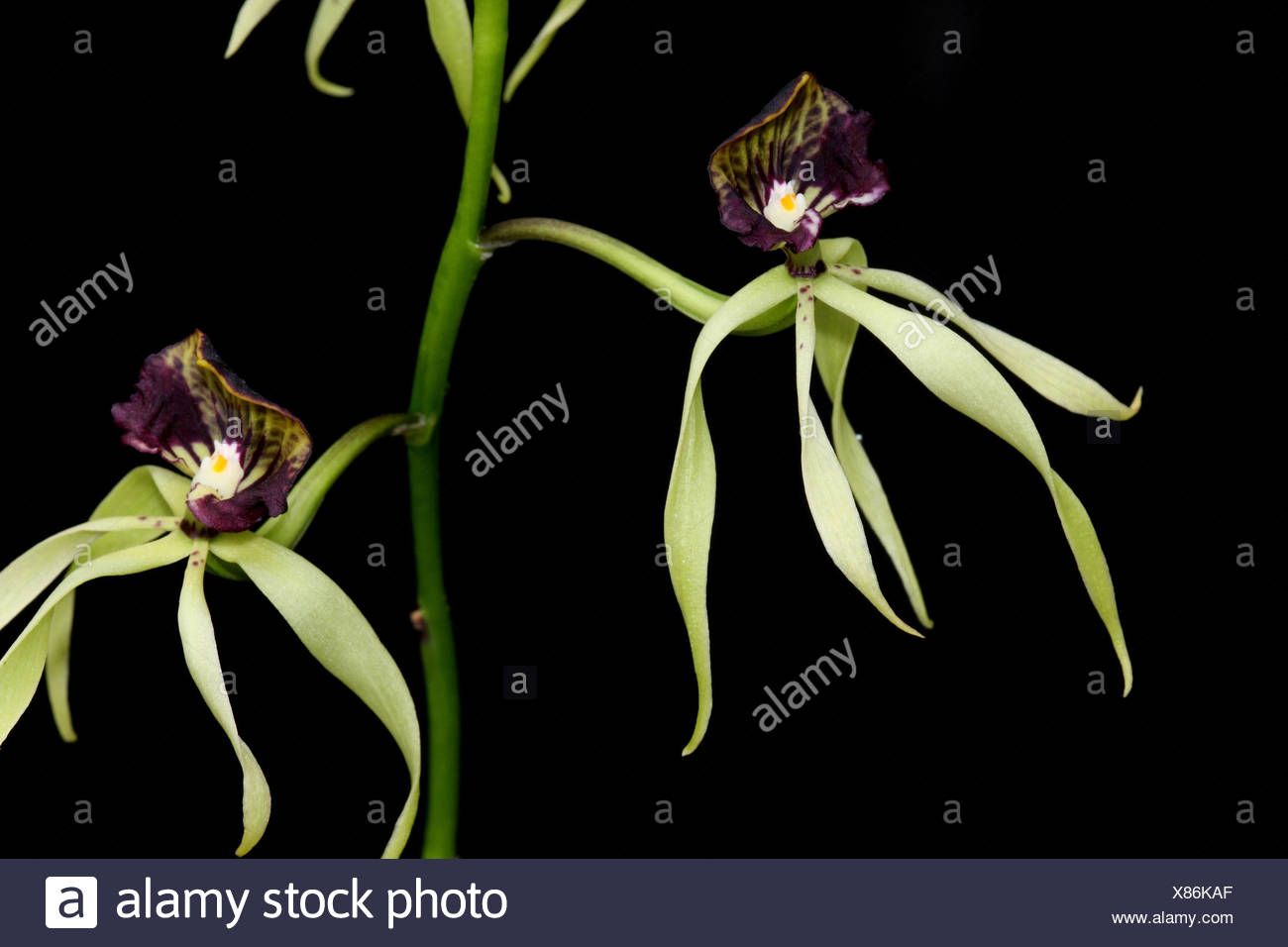 Encyclia Orchids High Resolution Stock Photography and Images - Alamy