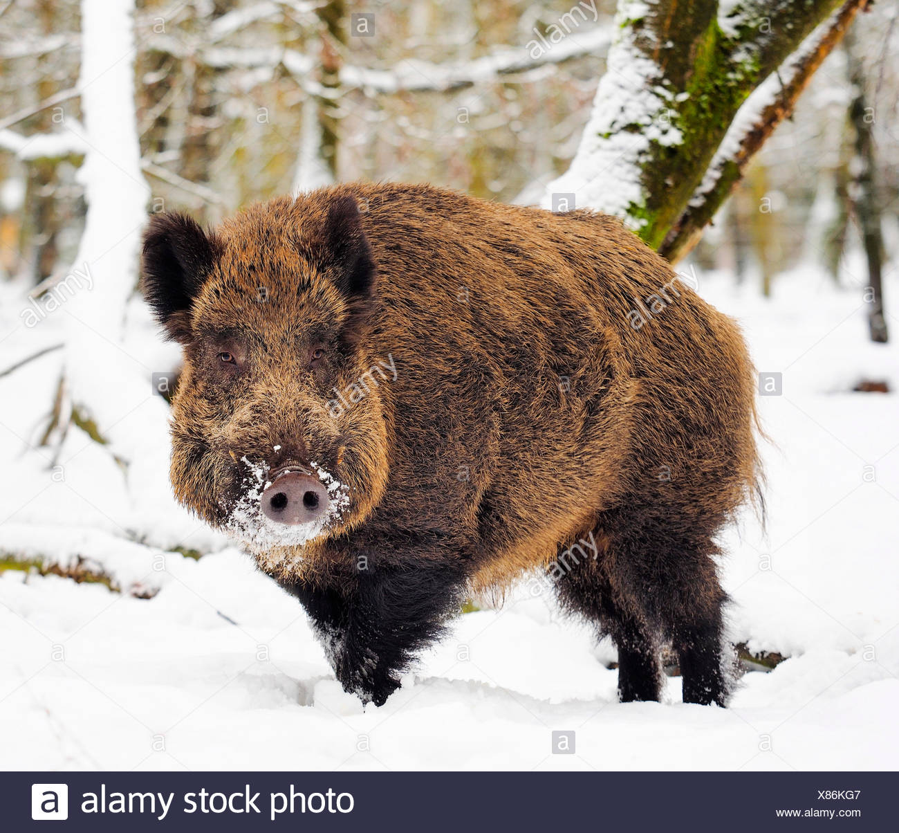 Wild Boar Sus Male Standing High Resolution Stock Photography and ...