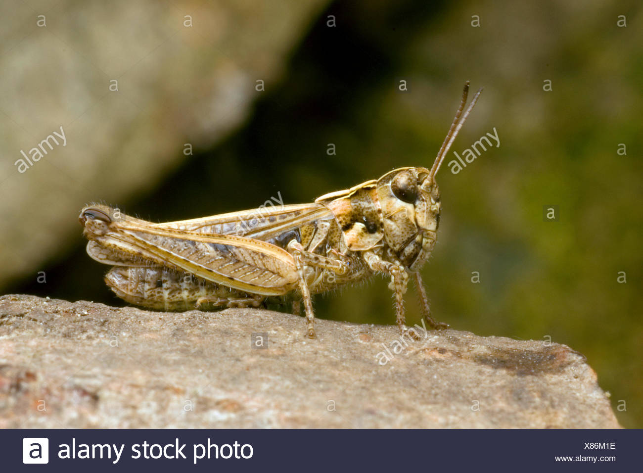 Black Grasshopper High Resolution Stock Photography and Images - Alamy
