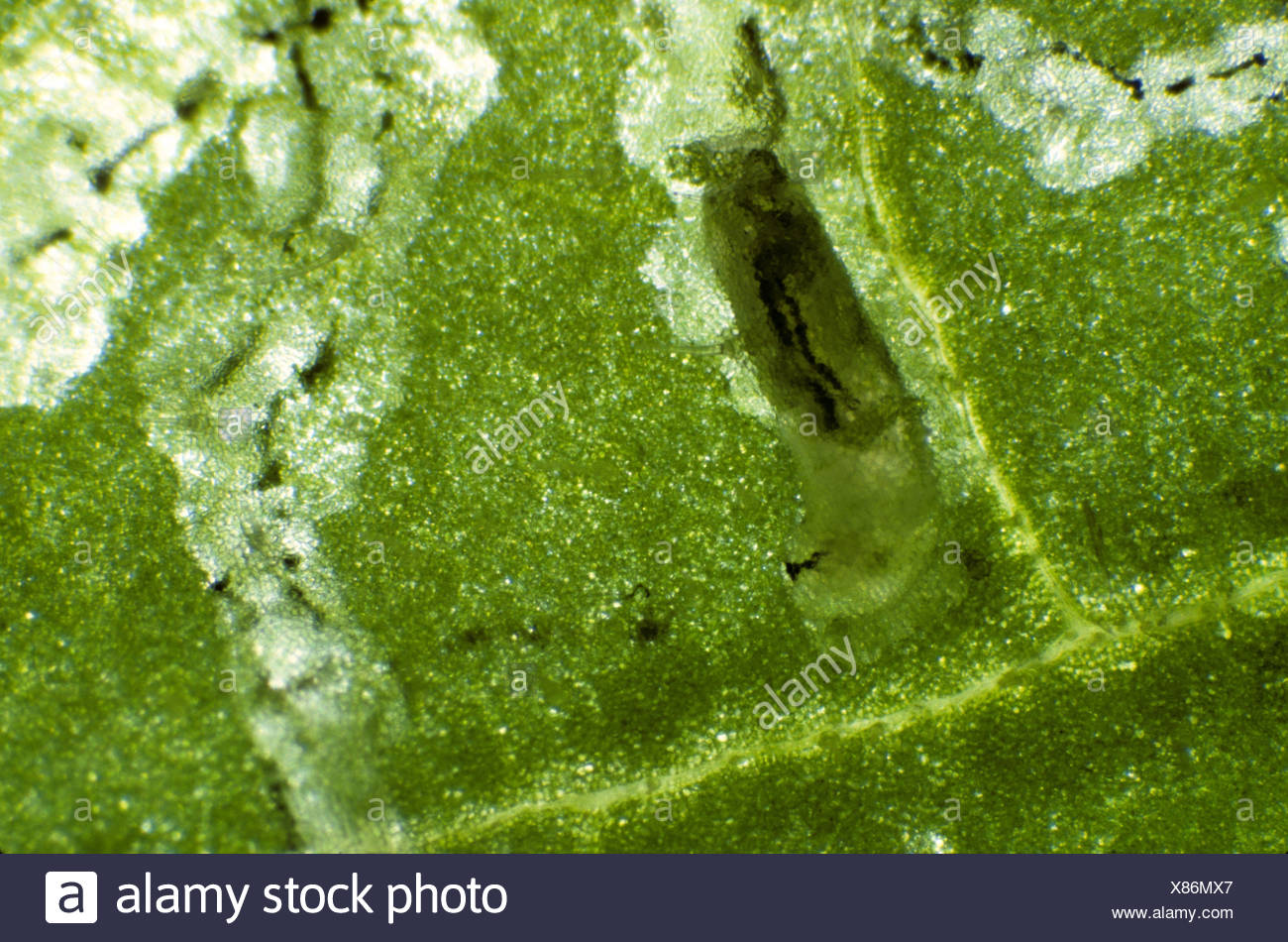 Liriomyza Stock Photos & Liriomyza Stock Images - Alamy