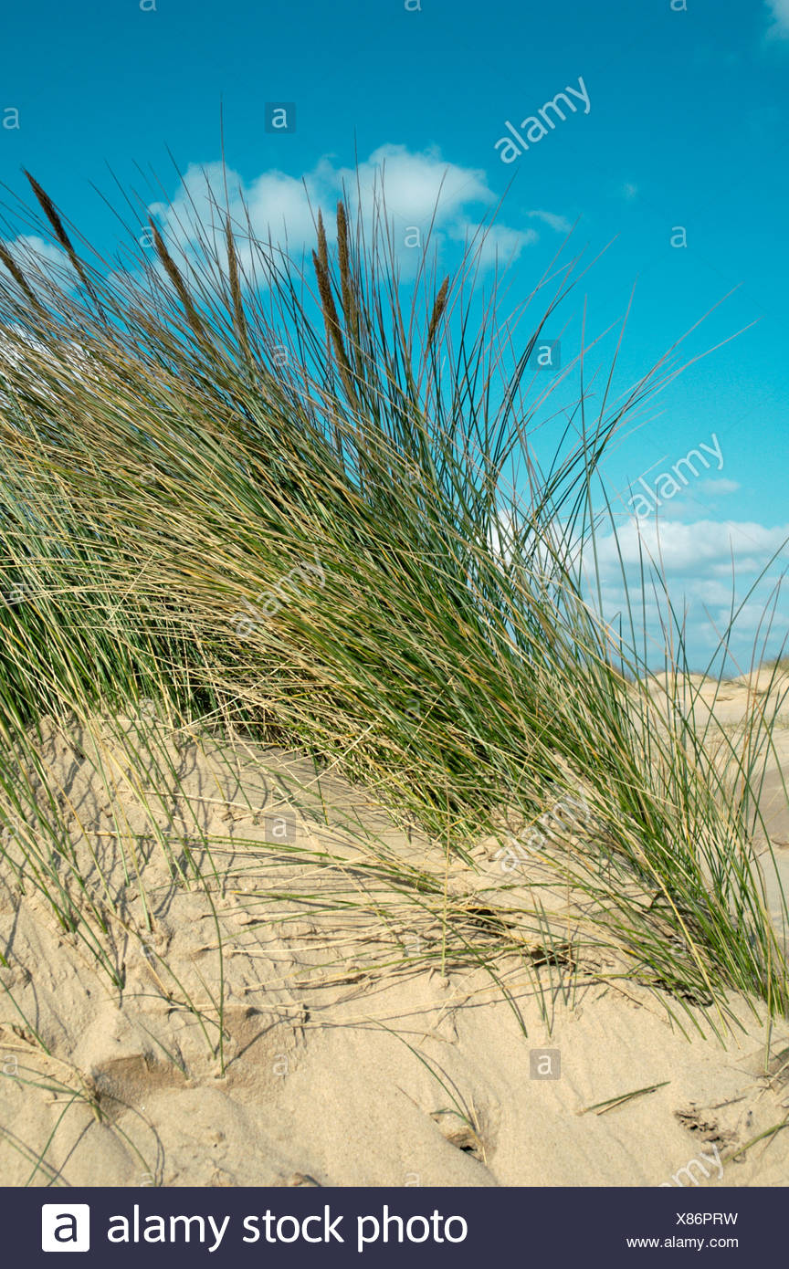 Leaf Of Marram Grass High Resolution Stock Photography and Images - Alamy