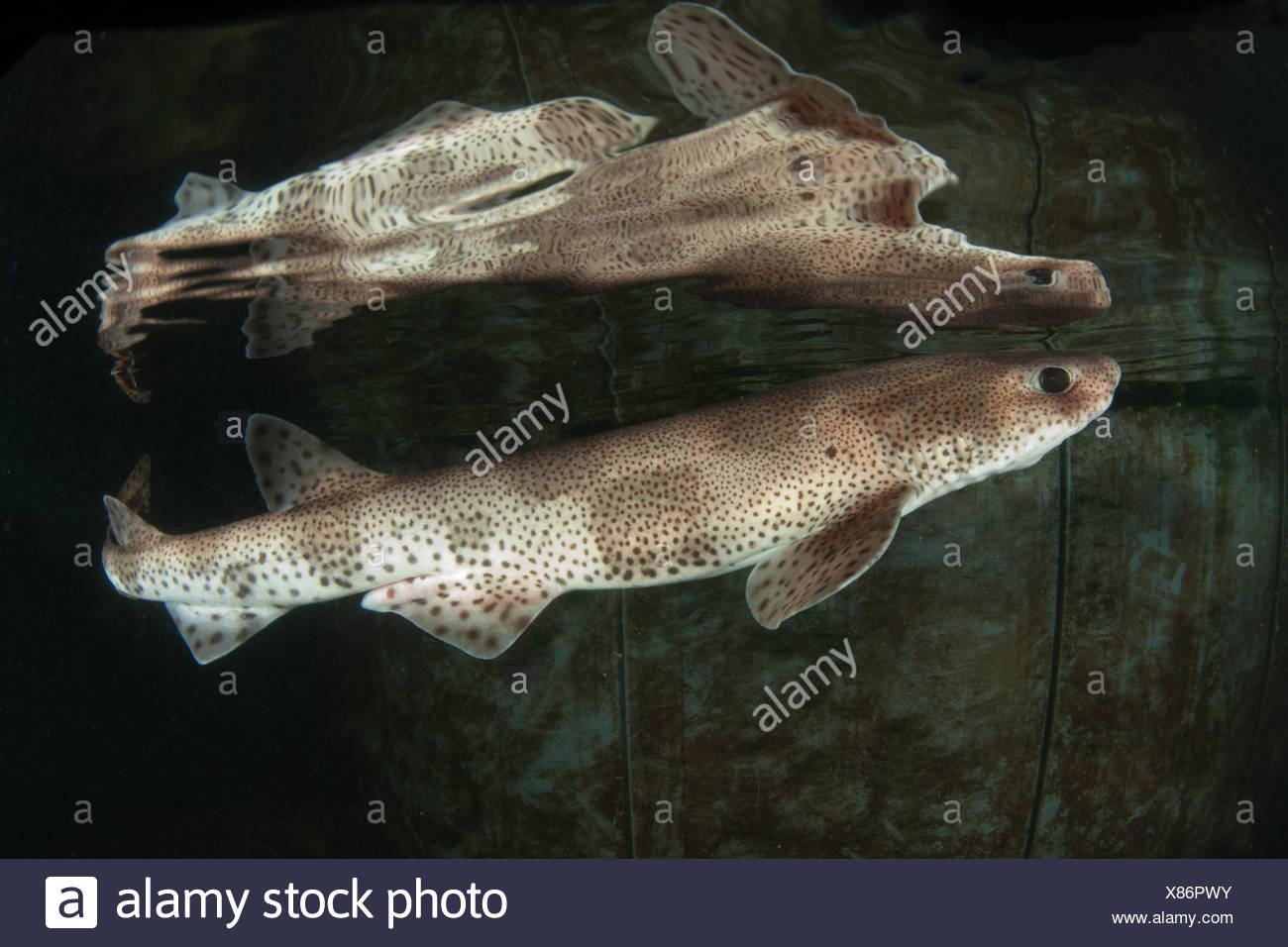 Dogfish High Resolution Stock Photography and Images - Alamy