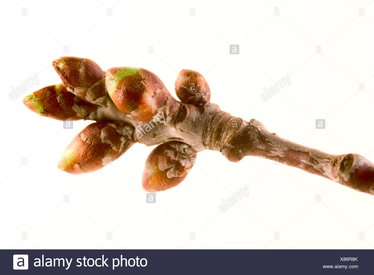 Knospen Stock Photos & Knospen Stock Images - Alamy