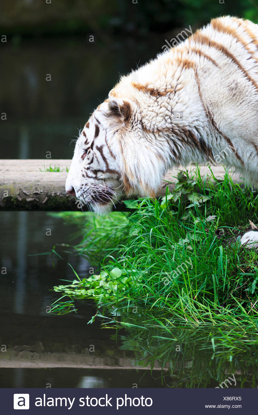 Tiger Ear High Resolution Stock Photography and Images - Alamy
