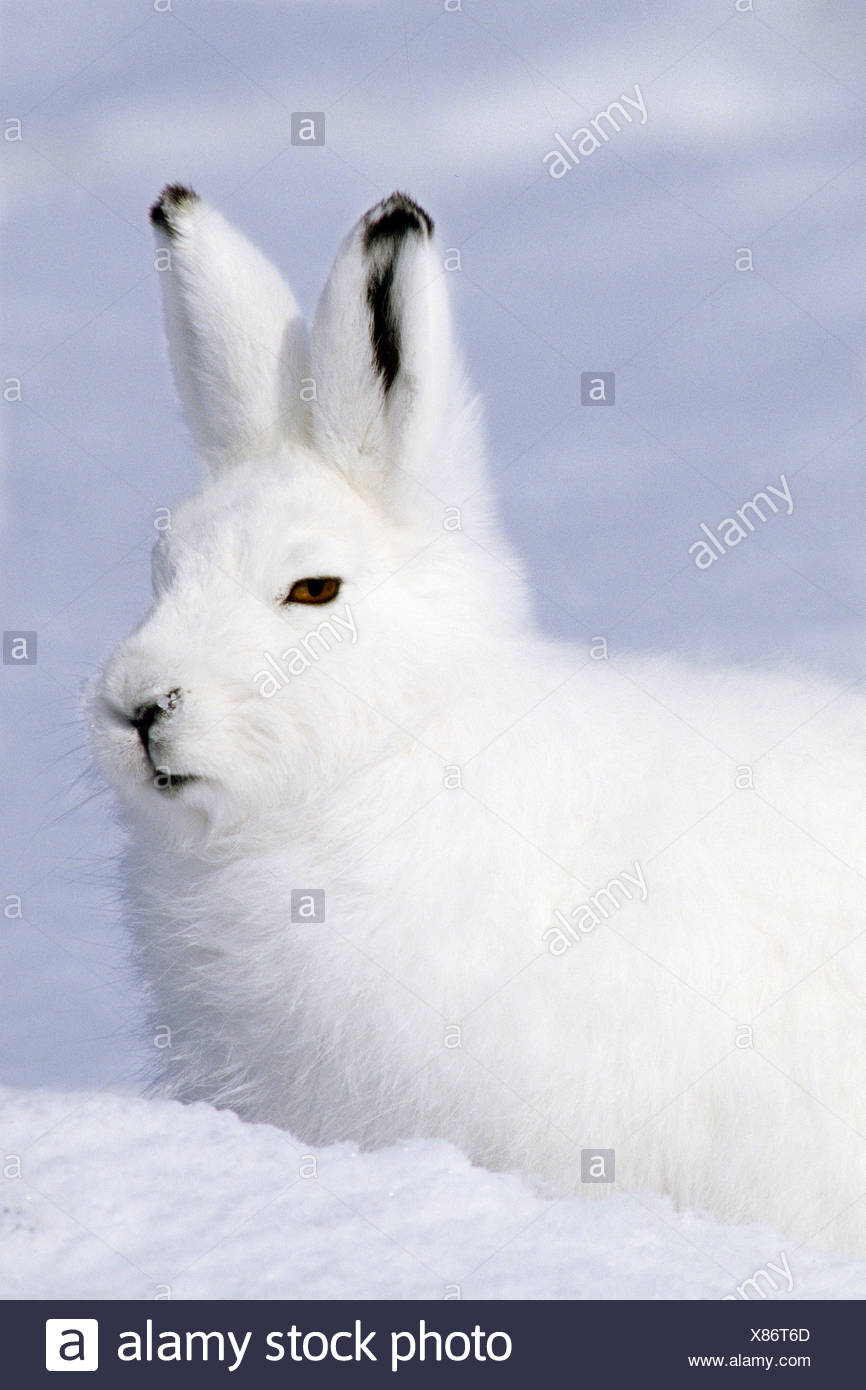 Articus High Resolution Stock Photography and Images - Alamy