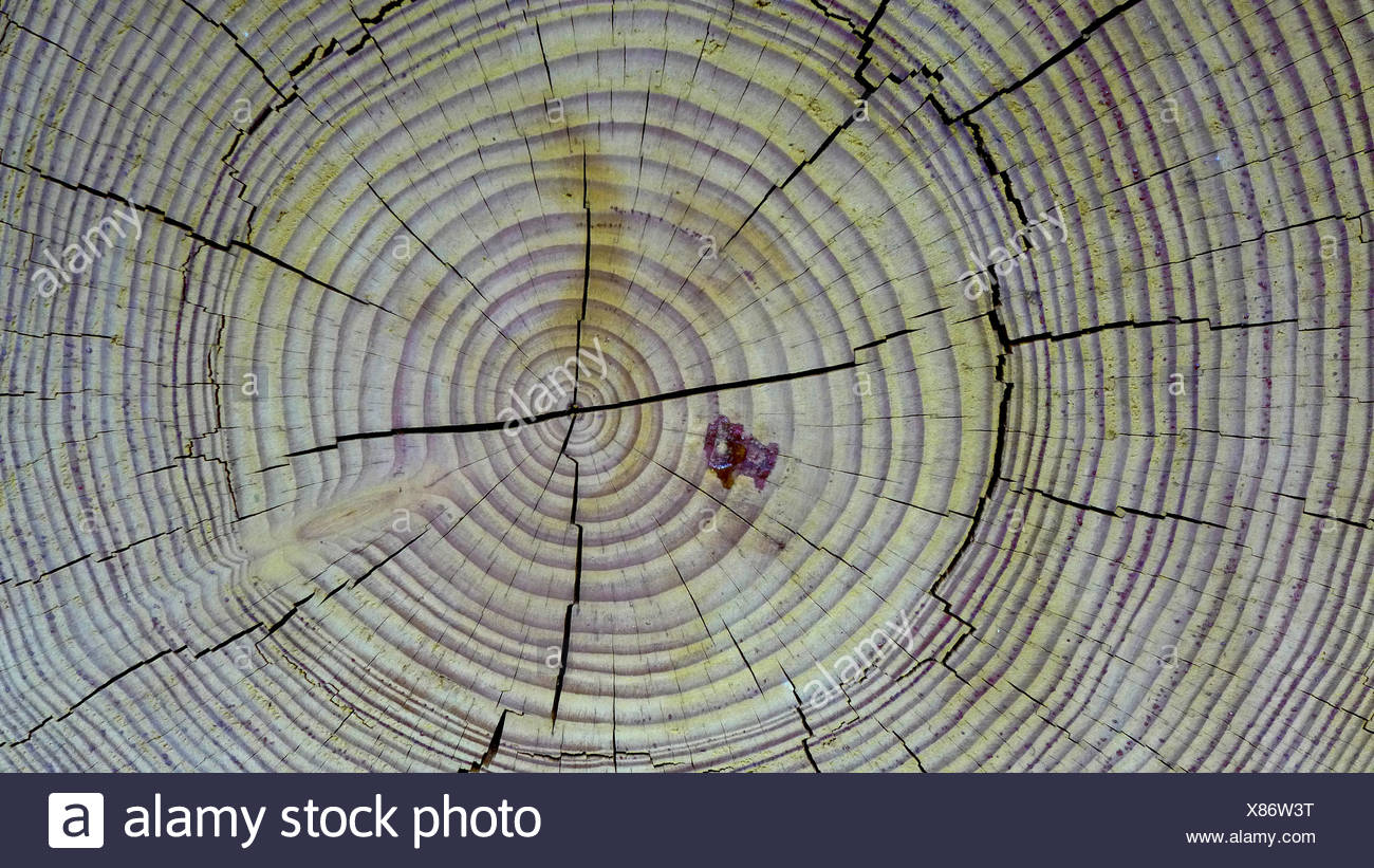 Log Cross Section Wood High Resolution Stock Photography and Images - Alamy