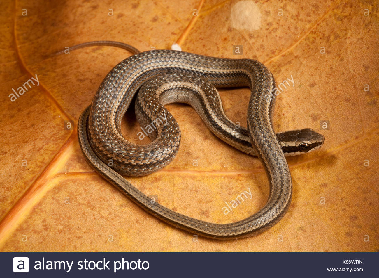 Gonave Island High Resolution Stock Photography and Images - Alamy