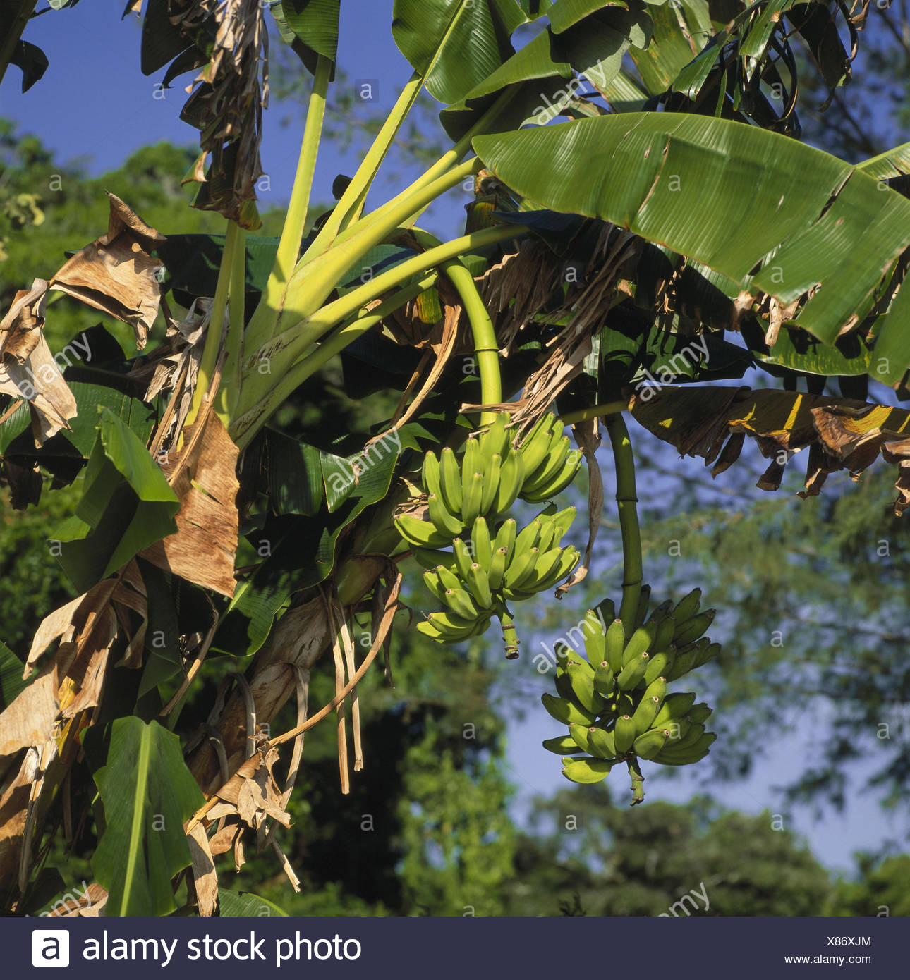Banana Plantation Africa Stock Photos & Banana Plantation Africa Stock ...