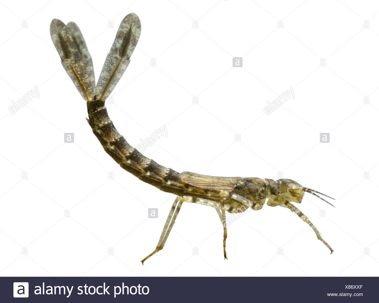 Freshwater Insect Larvae High Resolution Stock Photography and Images ...