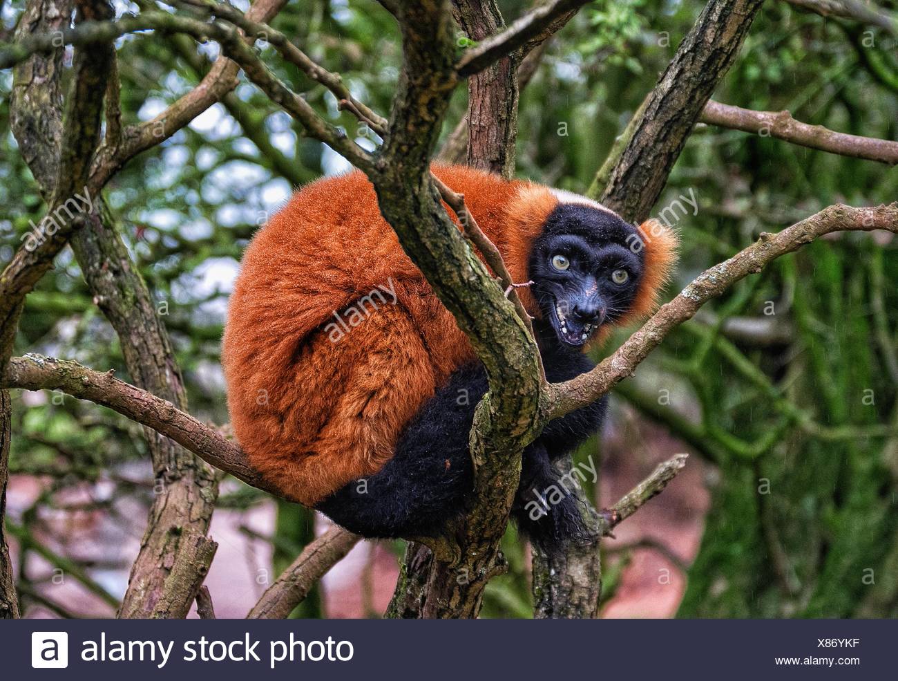 Red Ruffed Lemur Stock Photos & Red Ruffed Lemur Stock Images - Alamy