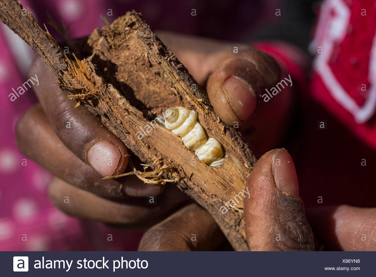 Witchetty Grub Australia High Resolution Stock Photography and Images ...