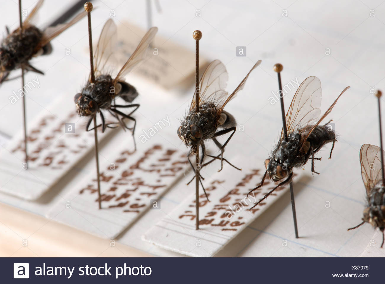 Entomology Insect Collection High Resolution Stock Photography and ...