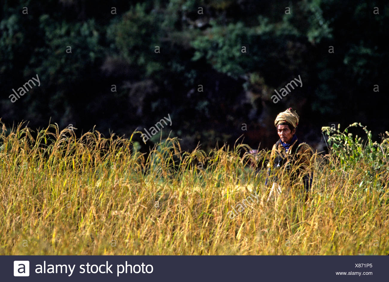 Nepali Old Man High Resolution Stock Photography and Images - Alamy