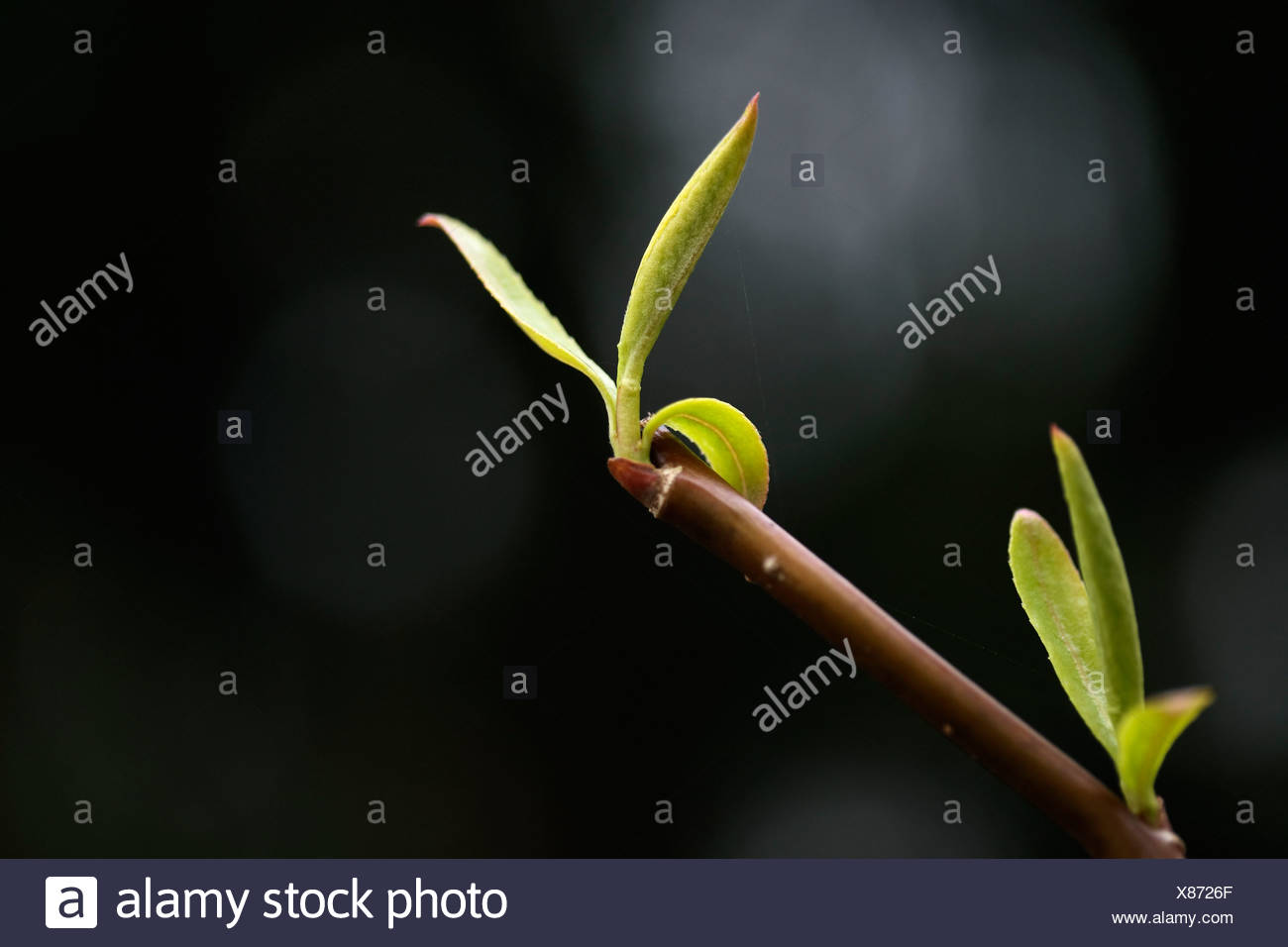 New Shoots And Nature Stock Photos & New Shoots And Nature Stock Images ...