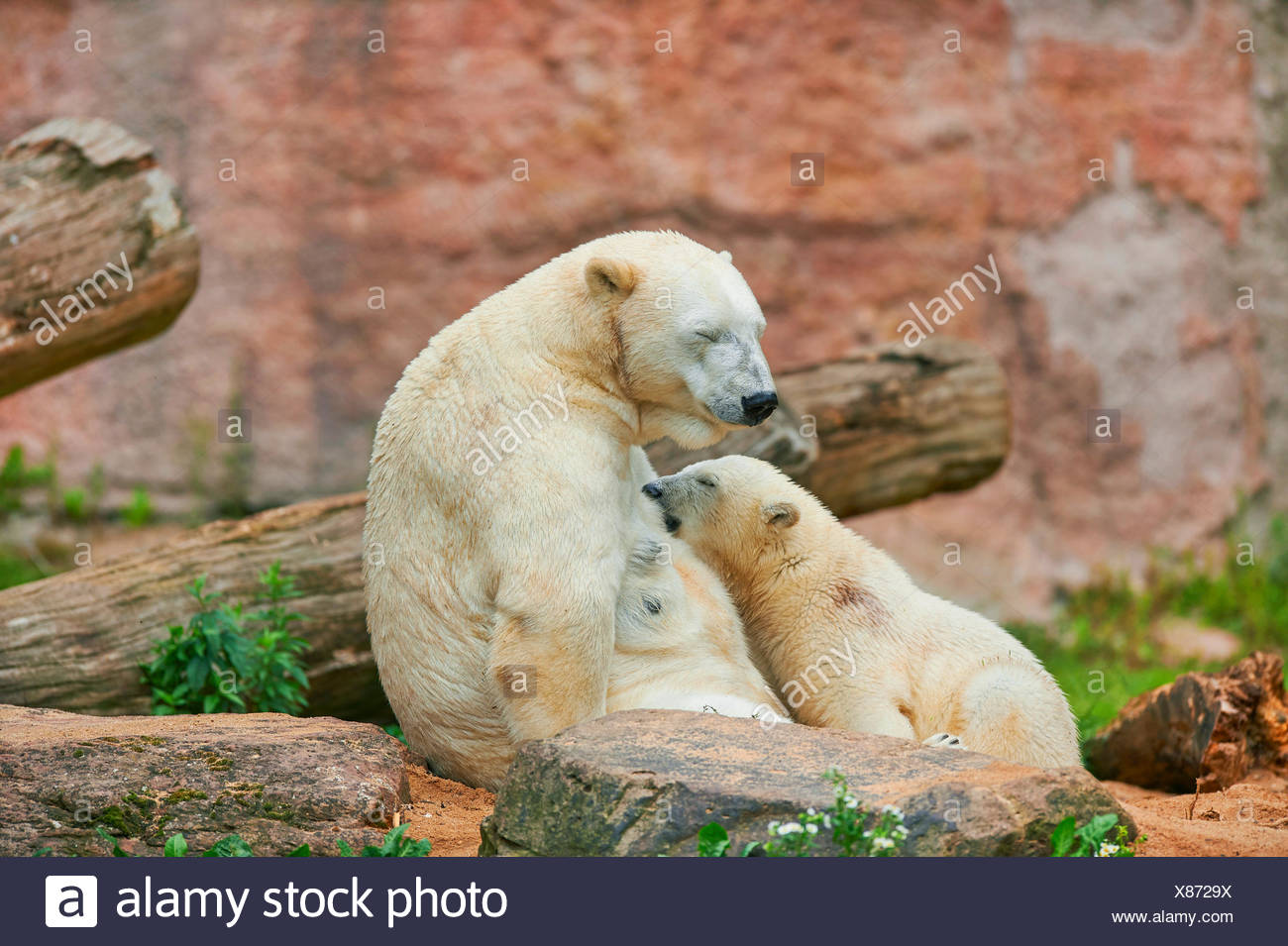 Mother Sucking Young High Resolution Stock Photography and Images - Alamy