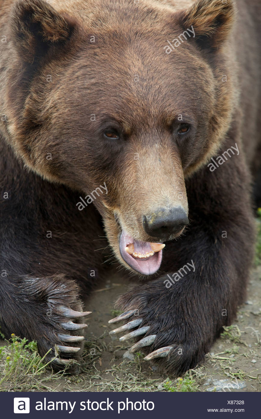 Brown Bear Teeth Stock Photos & Brown Bear Teeth Stock Images - Alamy