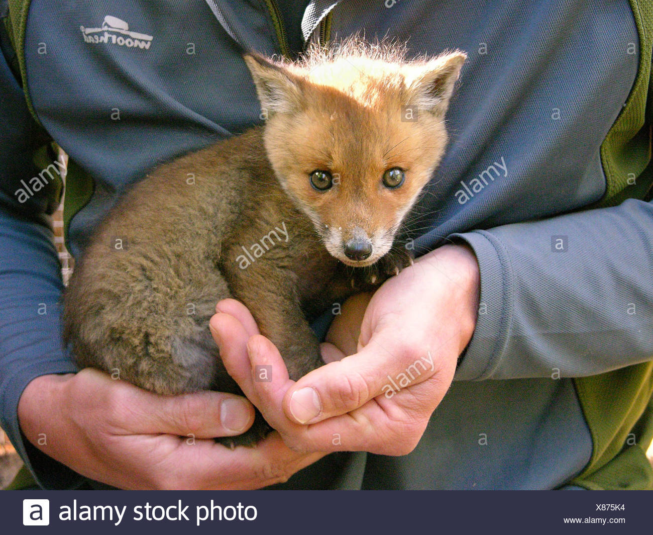 Fox Holding Baby High Resolution Stock Photography and Images - Alamy