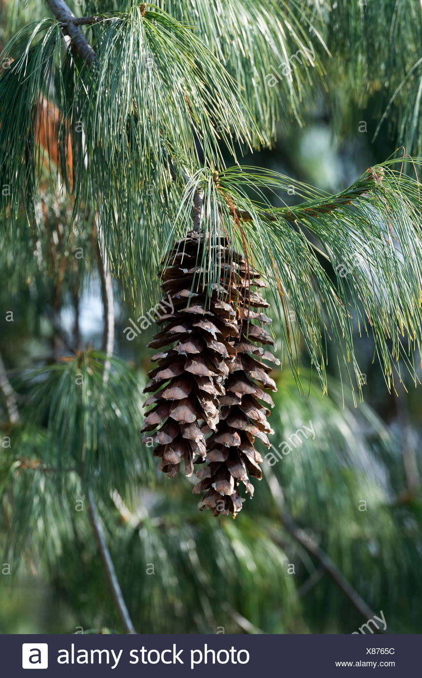 Coulter Pine Cones High Resolution Stock Photography and Images - Alamy