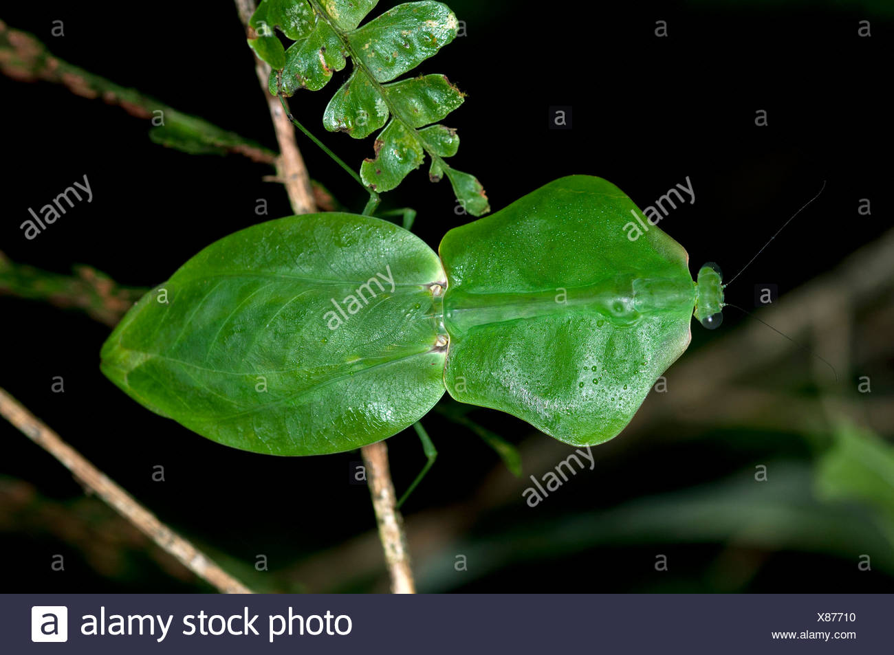 Leaf Mantis High Resolution Stock Photography and Images - Alamy