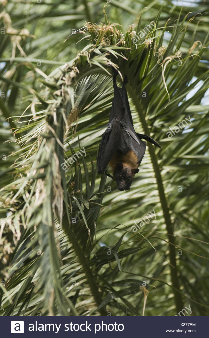 Pteropus Giganteus High Resolution Stock Photography and Images - Alamy