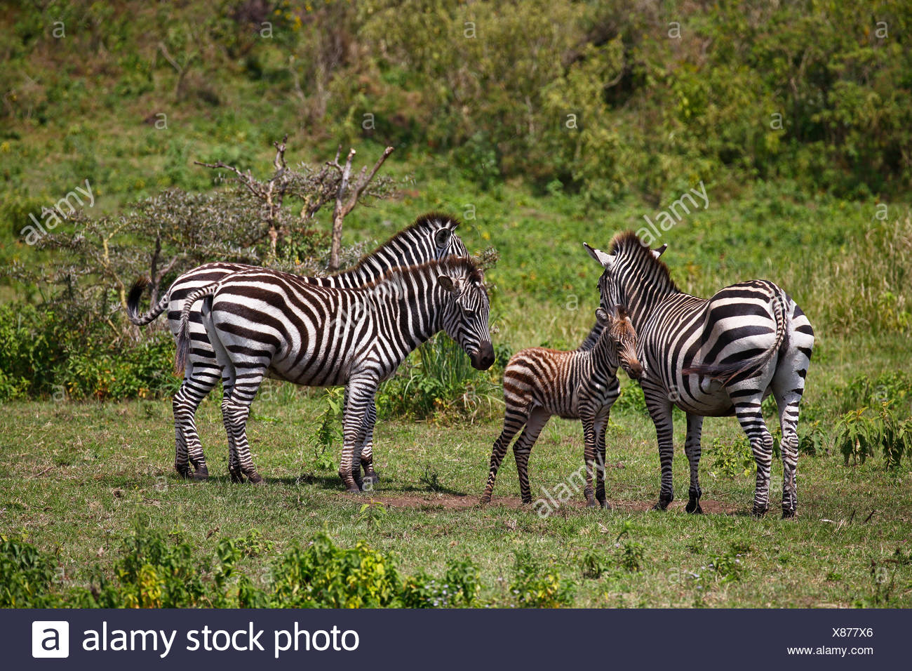 Zebra Family High Resolution Stock Photography and Images - Alamy