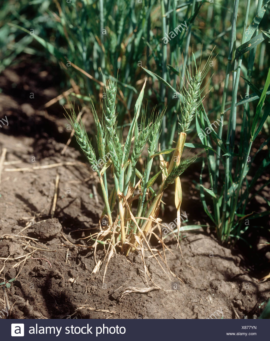 Dwarf Wheat High Resolution Stock Photography and Images - Alamy