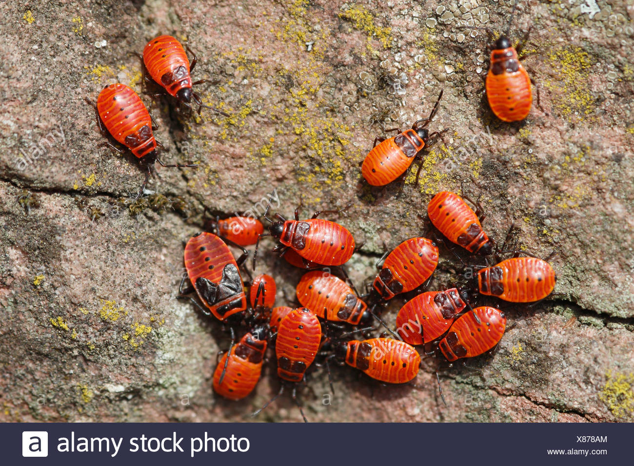 Juvenile Bug High Resolution Stock Photography and Images - Alamy