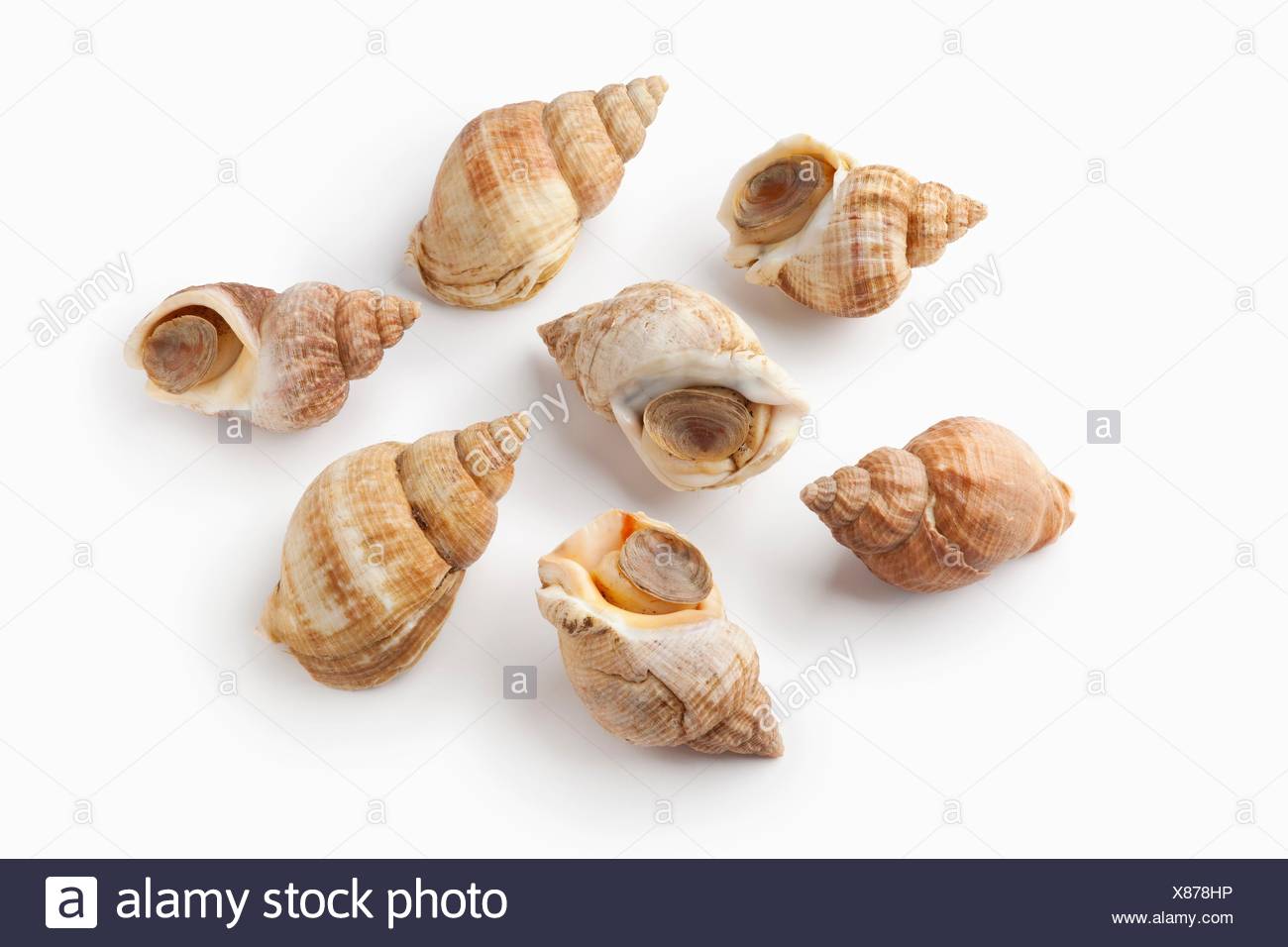 Common Whelk High Resolution Stock Photography and Images - Alamy