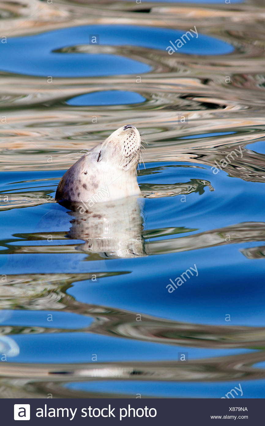 Atlantic Grey Seals Underwater High Resolution Stock Photography and ...