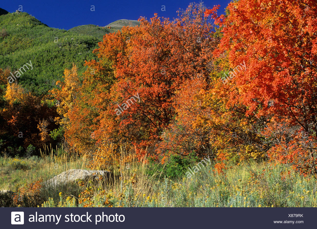 Maple Trees In Wasatch Mountains Stock Photos & Maple Trees In Wasatch ...