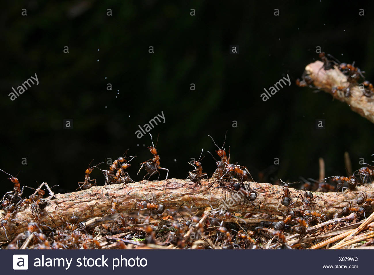 Ant Acid High Resolution Stock Photography and Images - Alamy