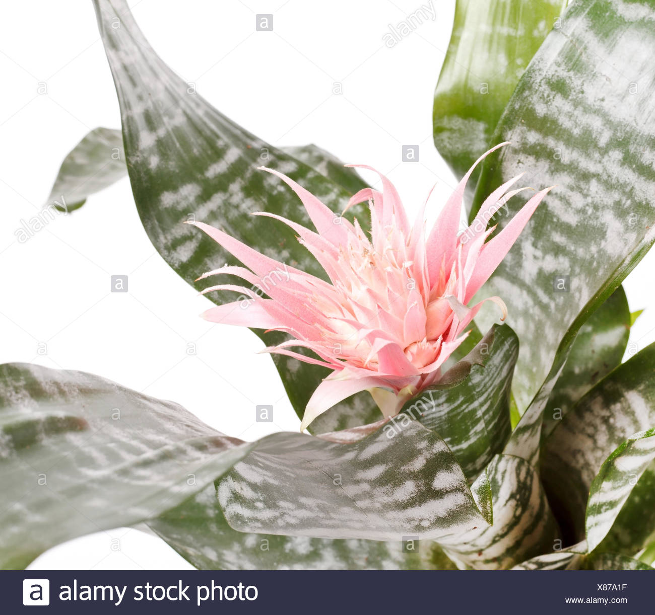 Flower Of Bromeliad Aechmea Fasciata High Resolution Stock Photography ...