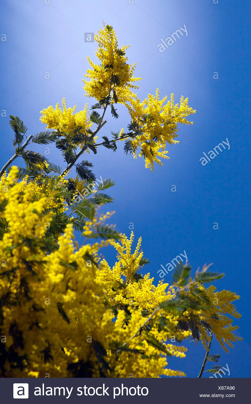 Dealbata High Resolution Stock Photography and Images - Alamy