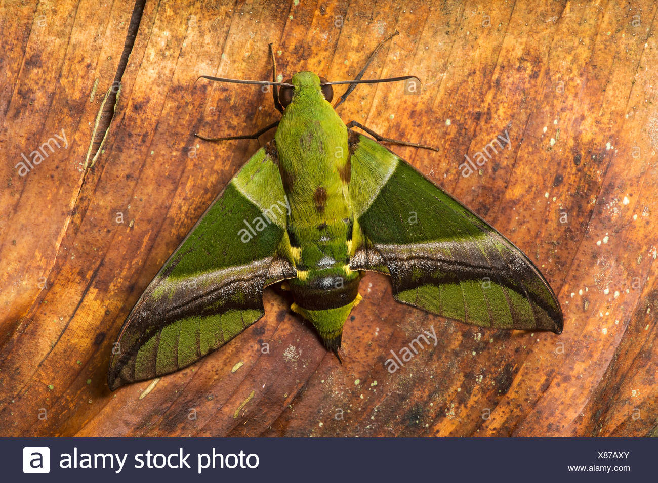 Rainforest Moth High Resolution Stock Photography and Images - Alamy