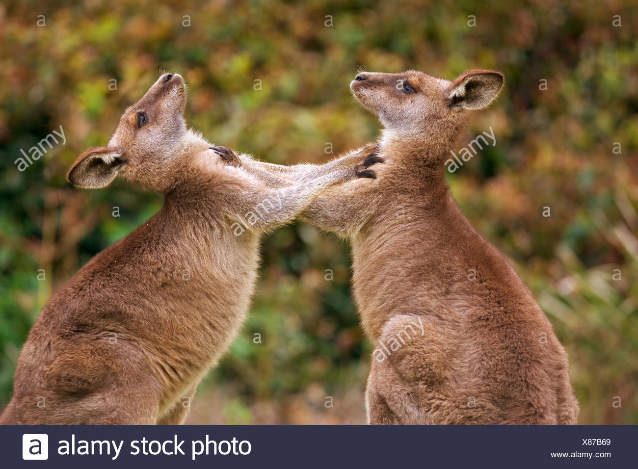 Kangaroos Fighting High Resolution Stock Photography and Images - Alamy