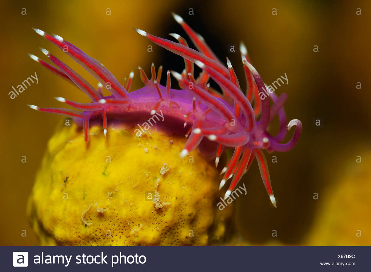 Pink Sea Slug High Resolution Stock Photography and Images - Alamy