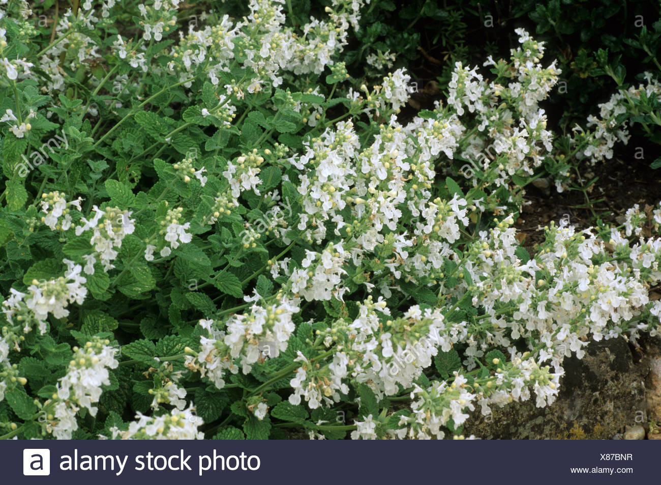 Catmints High Resolution Stock Photography and Images - Alamy