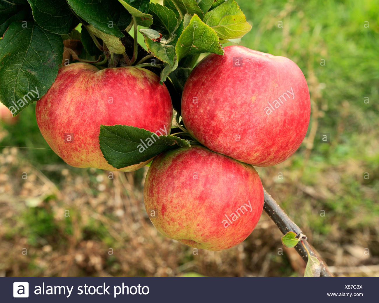 Apples Variety Varieties Growing On Tree Norfolk England Stock Photos ...