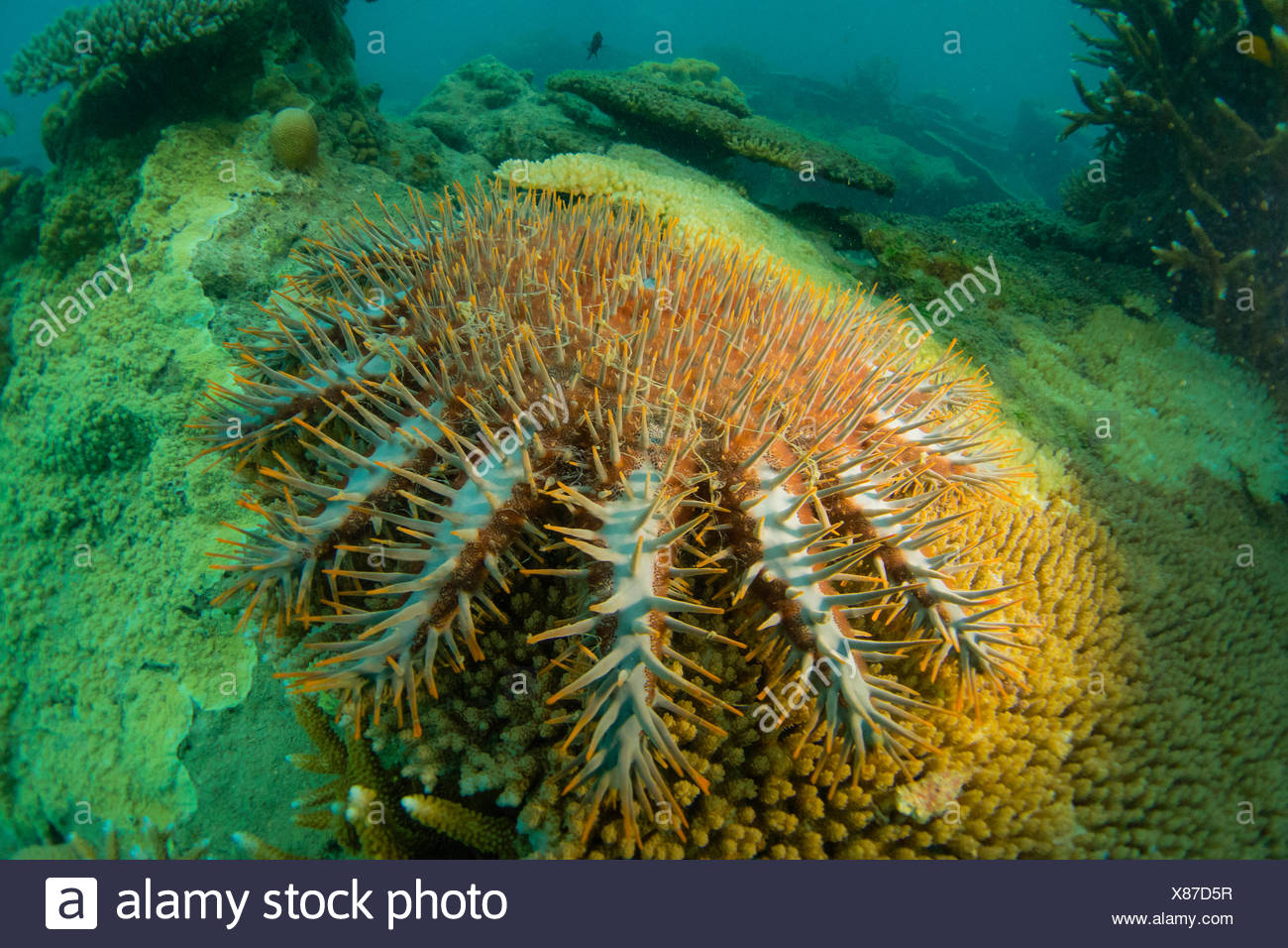 Crown Of Thorns Starfish Stock Photos & Crown Of Thorns Starfish Stock ...