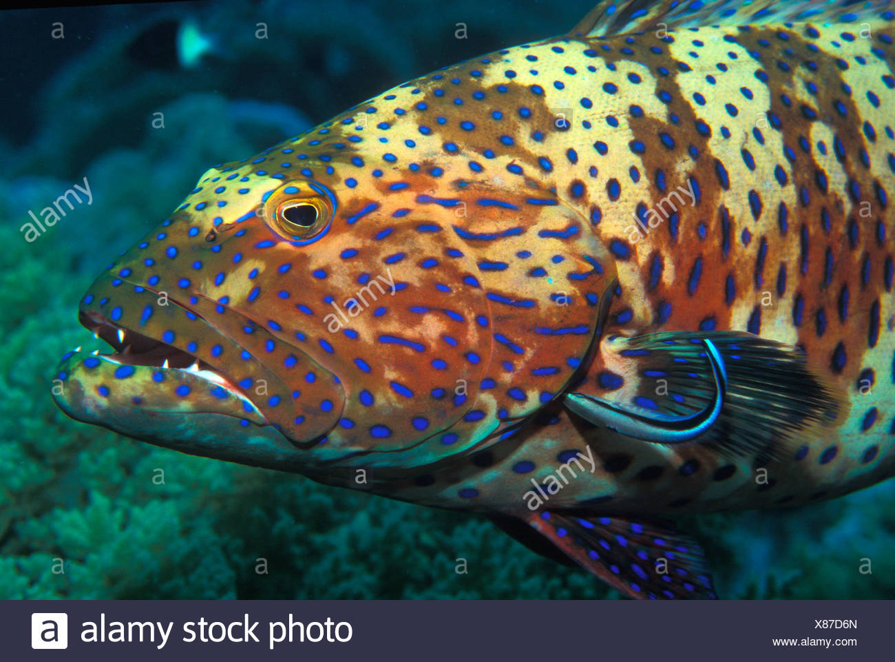 Leopard Grouper High Resolution Stock Photography and Images - Alamy