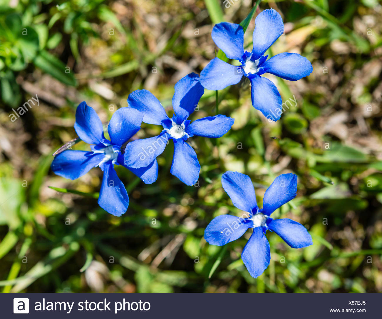 Spring Gentian Or Gentiana Verna High Resolution Stock Photography and ...