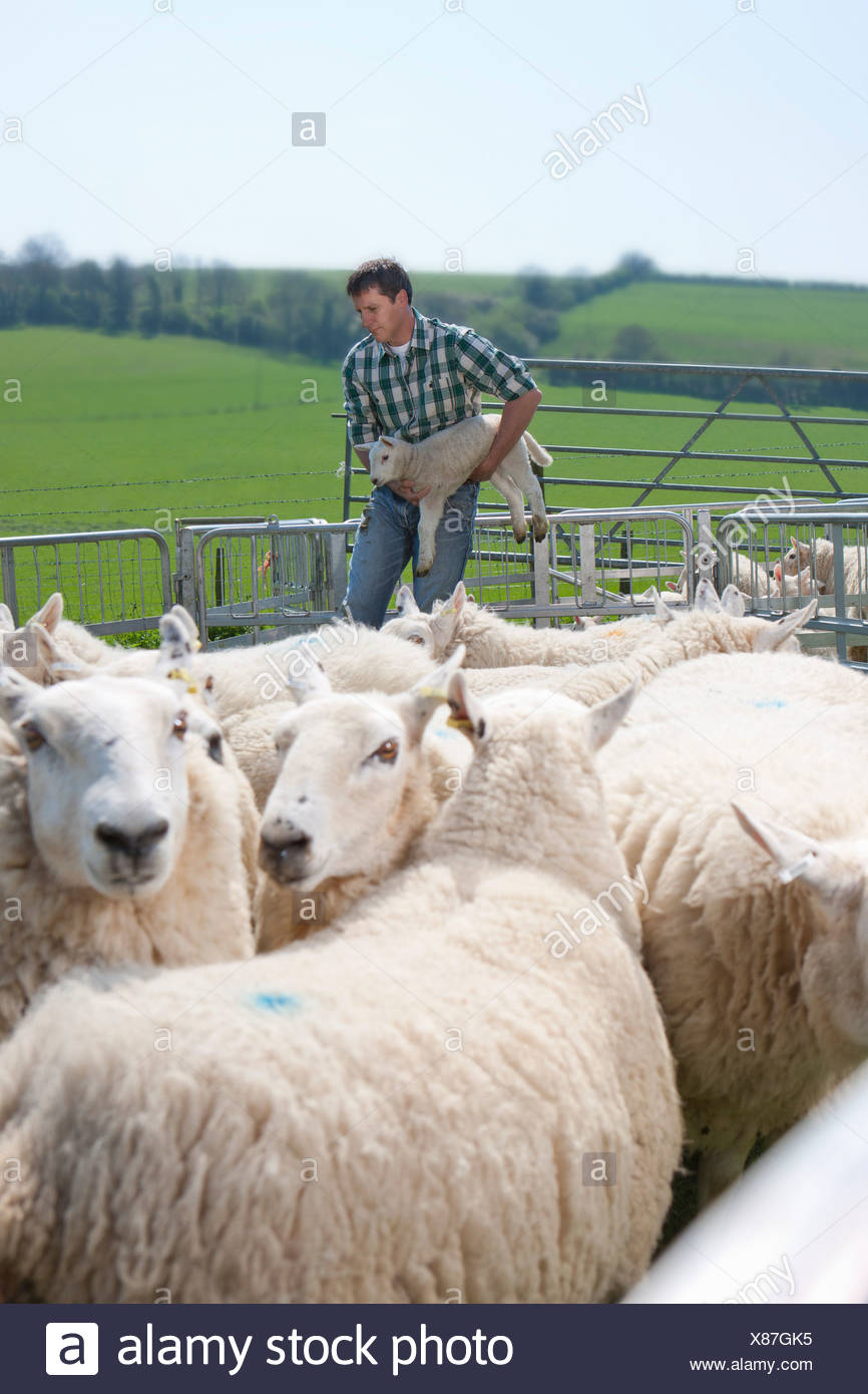 Shepherd Holding Lamb In Pasture Stock Photos & Shepherd Holding Lamb ...