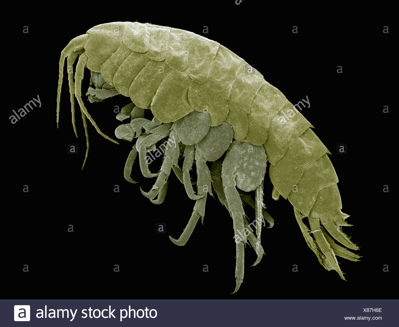 Freshwater Amphipod High Resolution Stock Photography and Images - Alamy