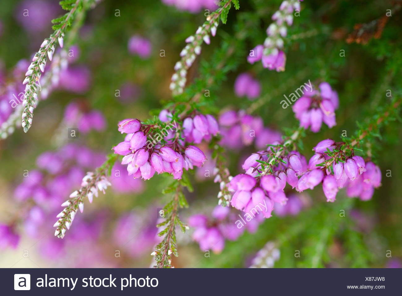 Heathers Erica Calluna Stock Photos & Heathers Erica Calluna Stock ...