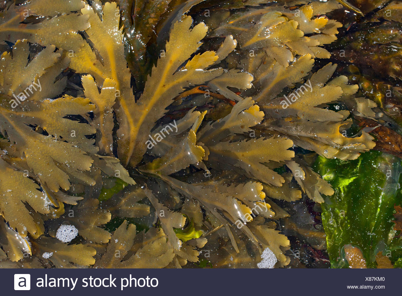 Saw Wrack High Resolution Stock Photography and Images - Alamy