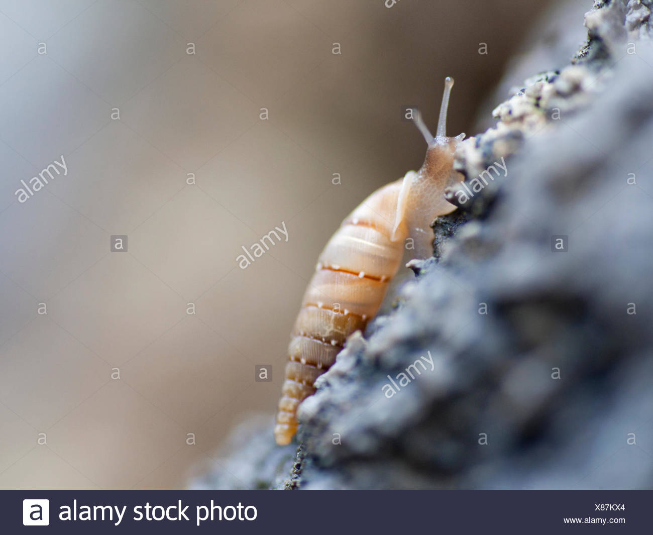 Papillifera Papillaris High Resolution Stock Photography and Images - Alamy